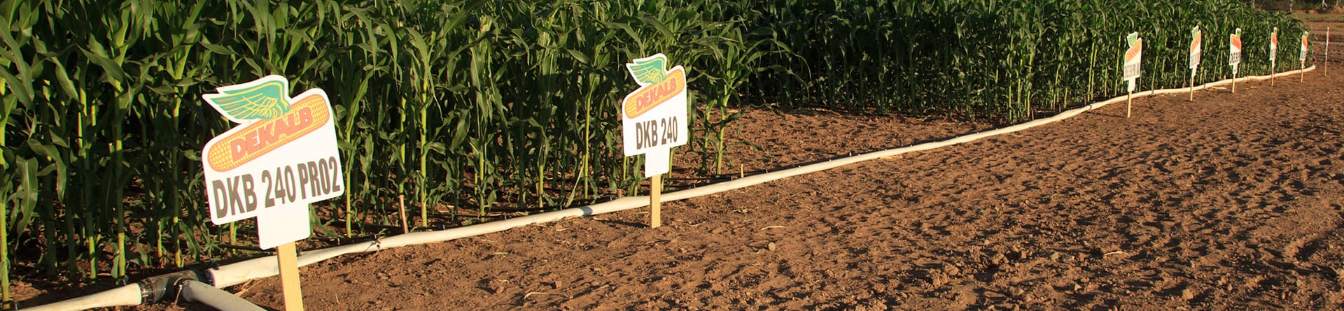 Case: Monsanto - Mainnovation